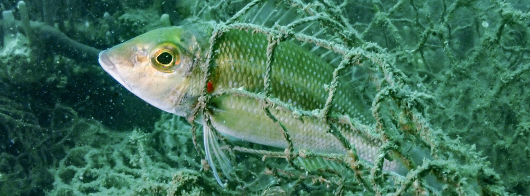 Underwater citizen science reveals the specter of ghost fishing in ...